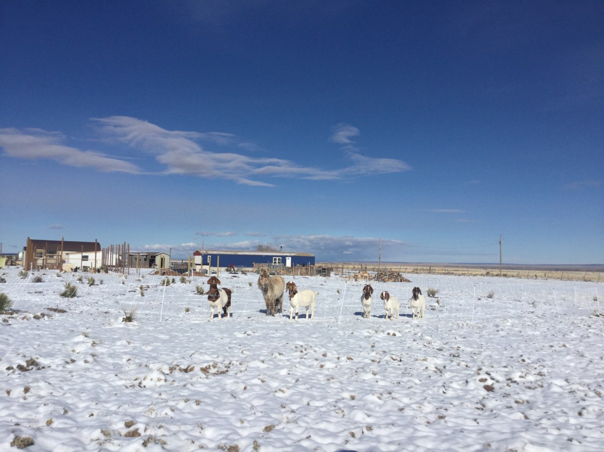 Snow day on the homestead – Living on Love Homestead